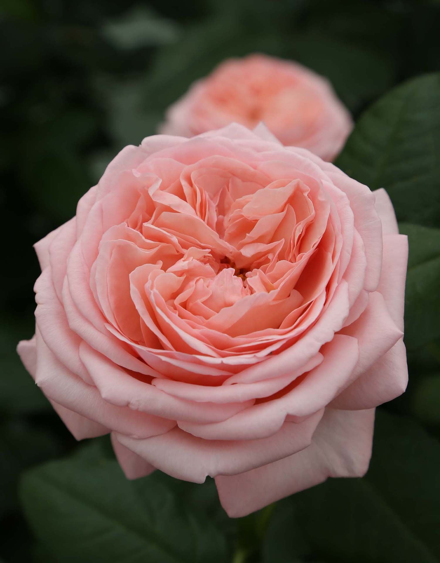 Oh, Martha! – Grace Rose Farm