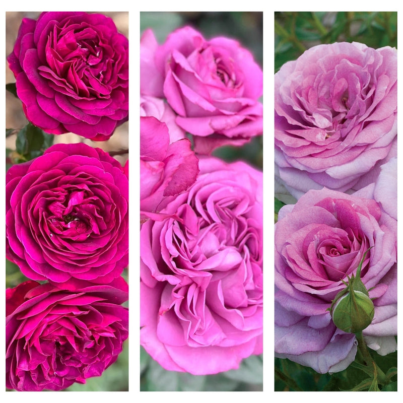 Grace Rose Farm Blog