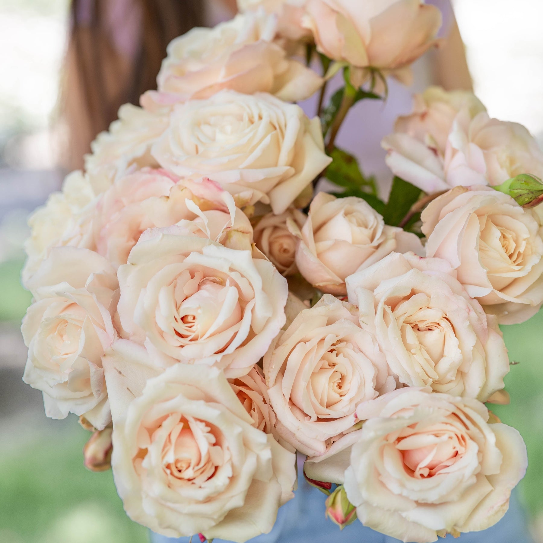 Sunbelt® Savannah™ Potted Rose Bush - Grace Rose Farm