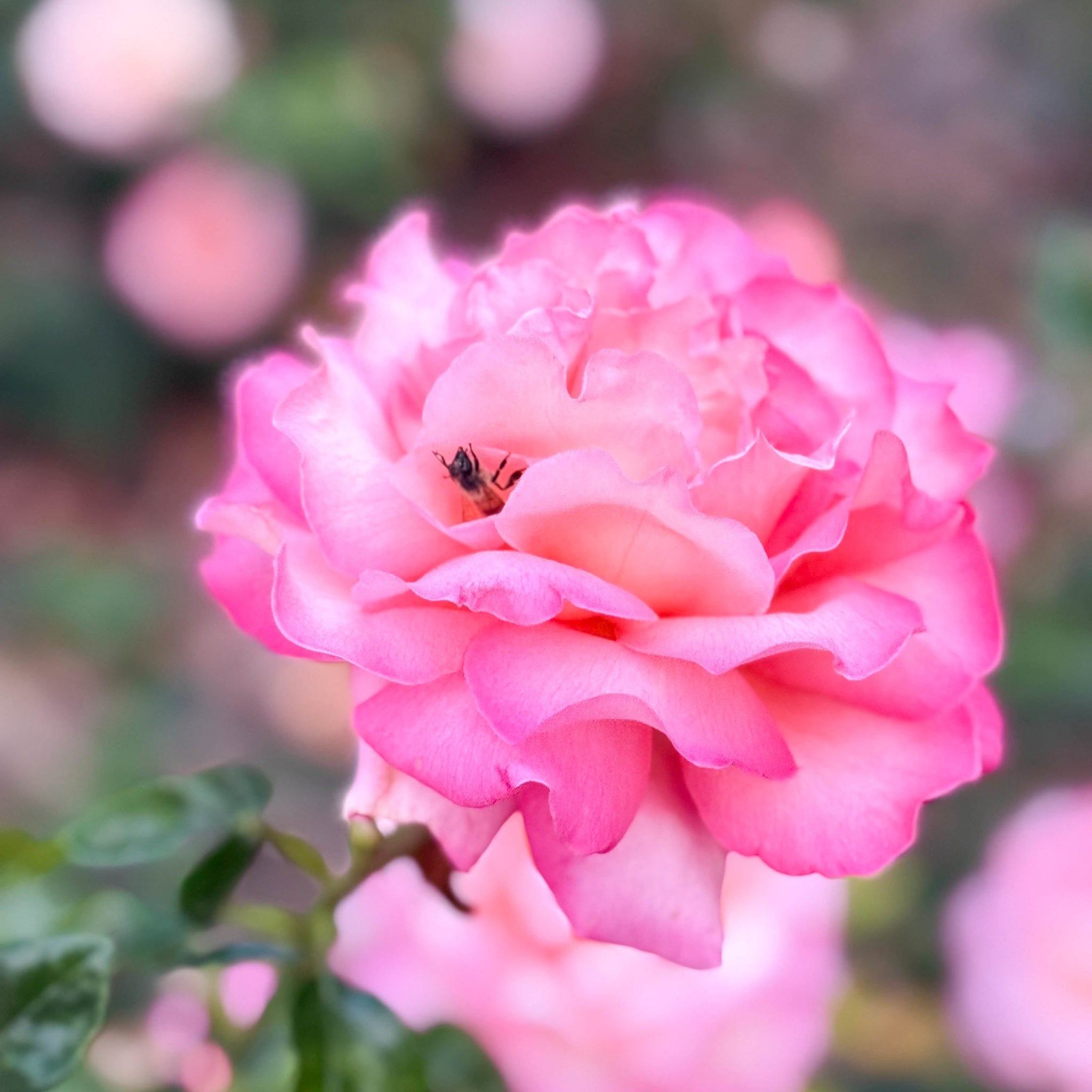 The Truth About Growing Roses: What No One Tells You, and Why They Are