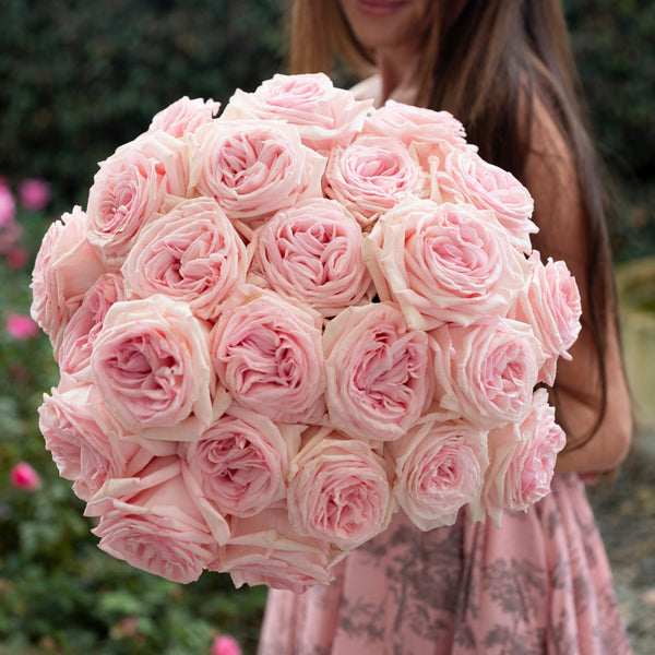 Pink O'Hara®: Our Most Fragrant Pink Rose