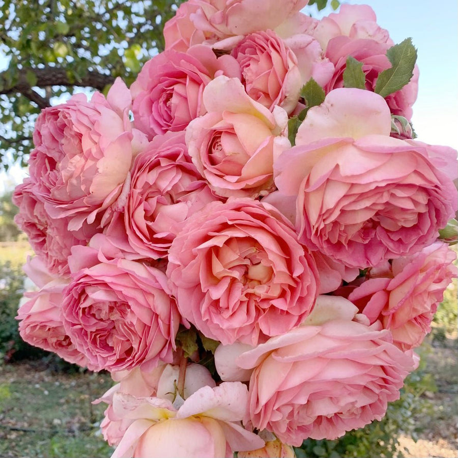 Planting: Getting Roses Off to a Great Start!