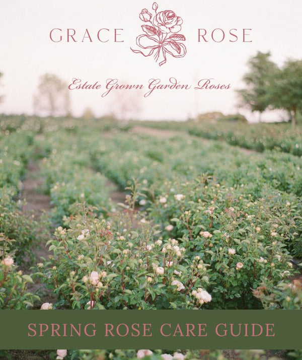 Rose Care Guide