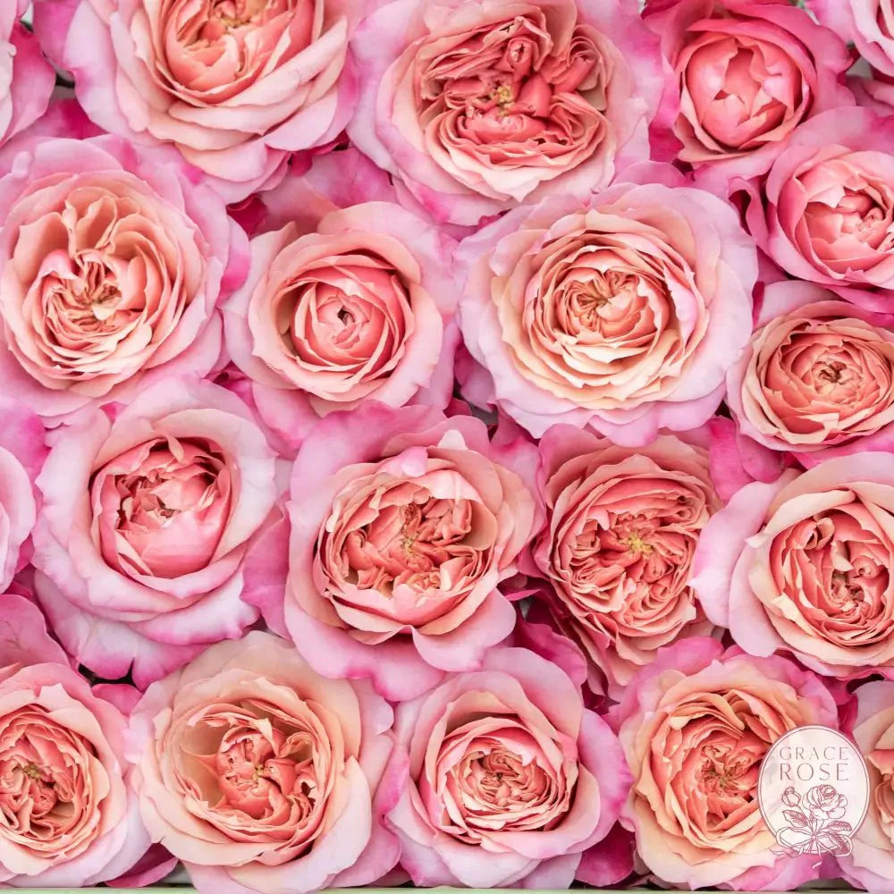 Wabara Garden Roses: Striking Neutrals from Kyoto