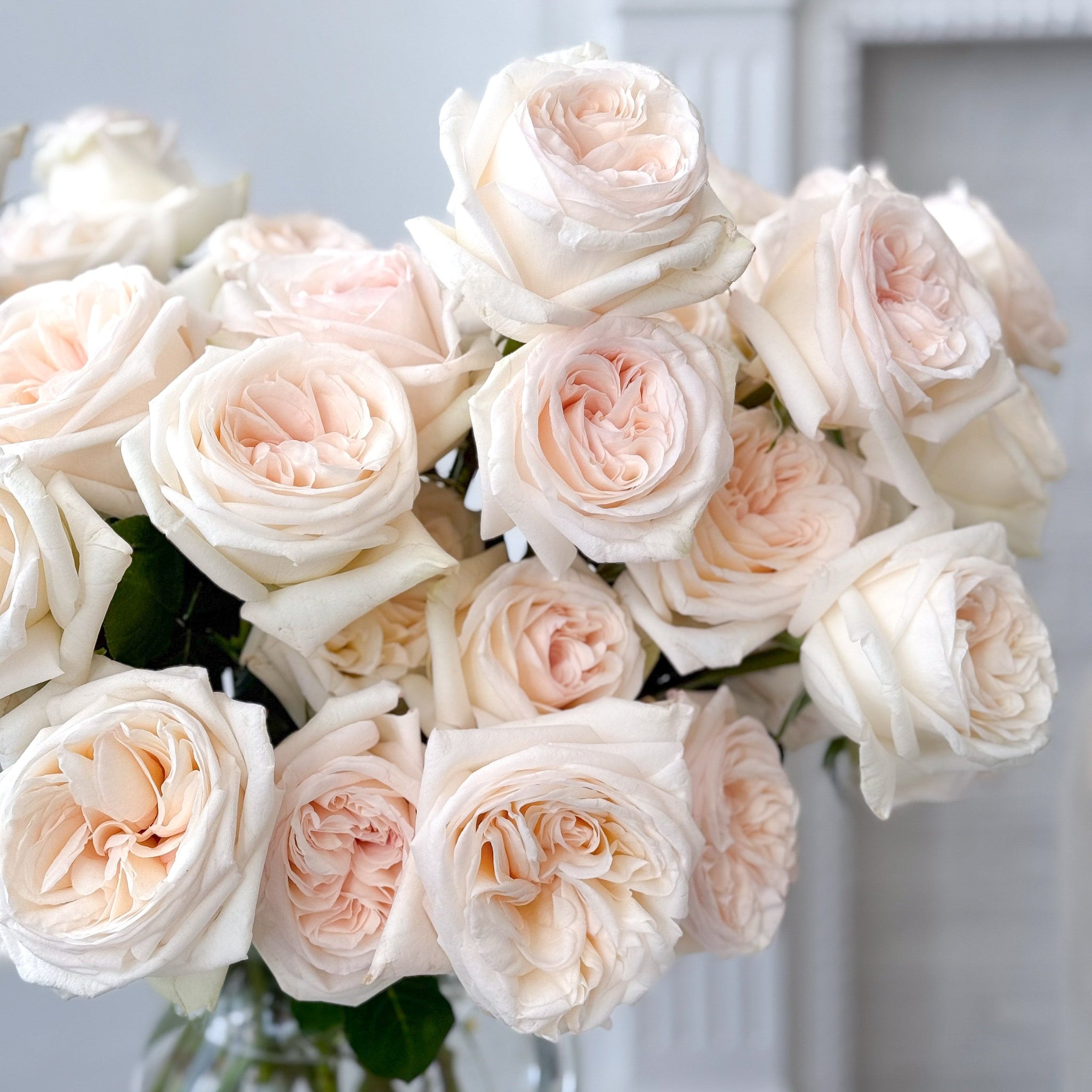 White O'Hara®: Old Rose Fragrance in the Garden