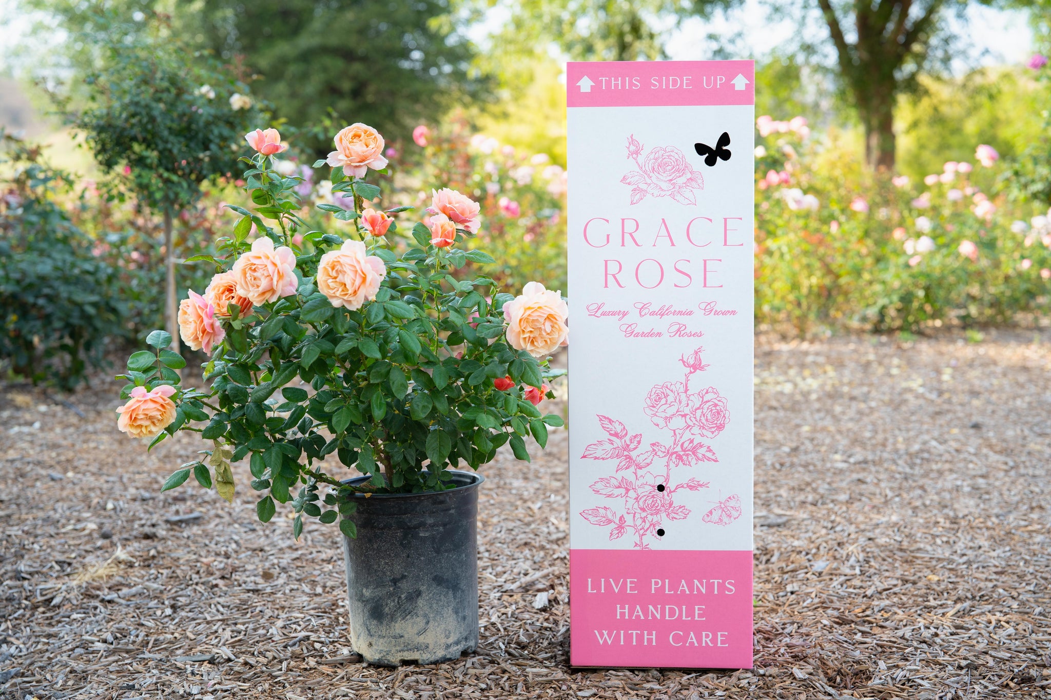 Why Fall Is the Best Time to Plant Roses