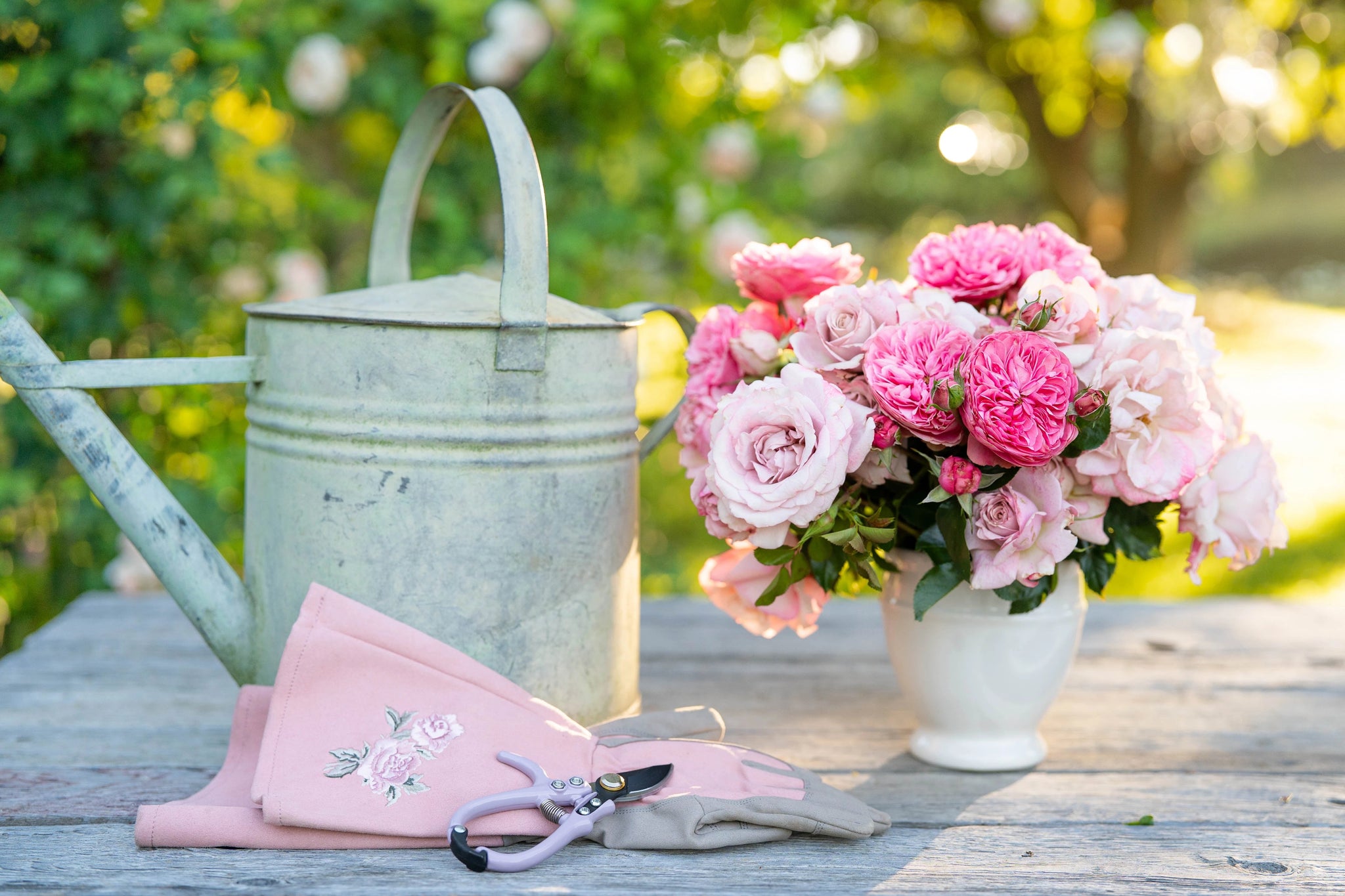 Own Root Roses | Potted Climbers Collection | Grace Rose Farm