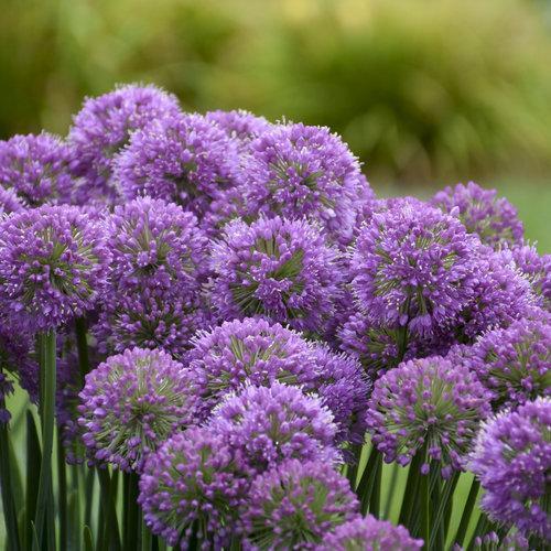 Allium - Flowering Onion