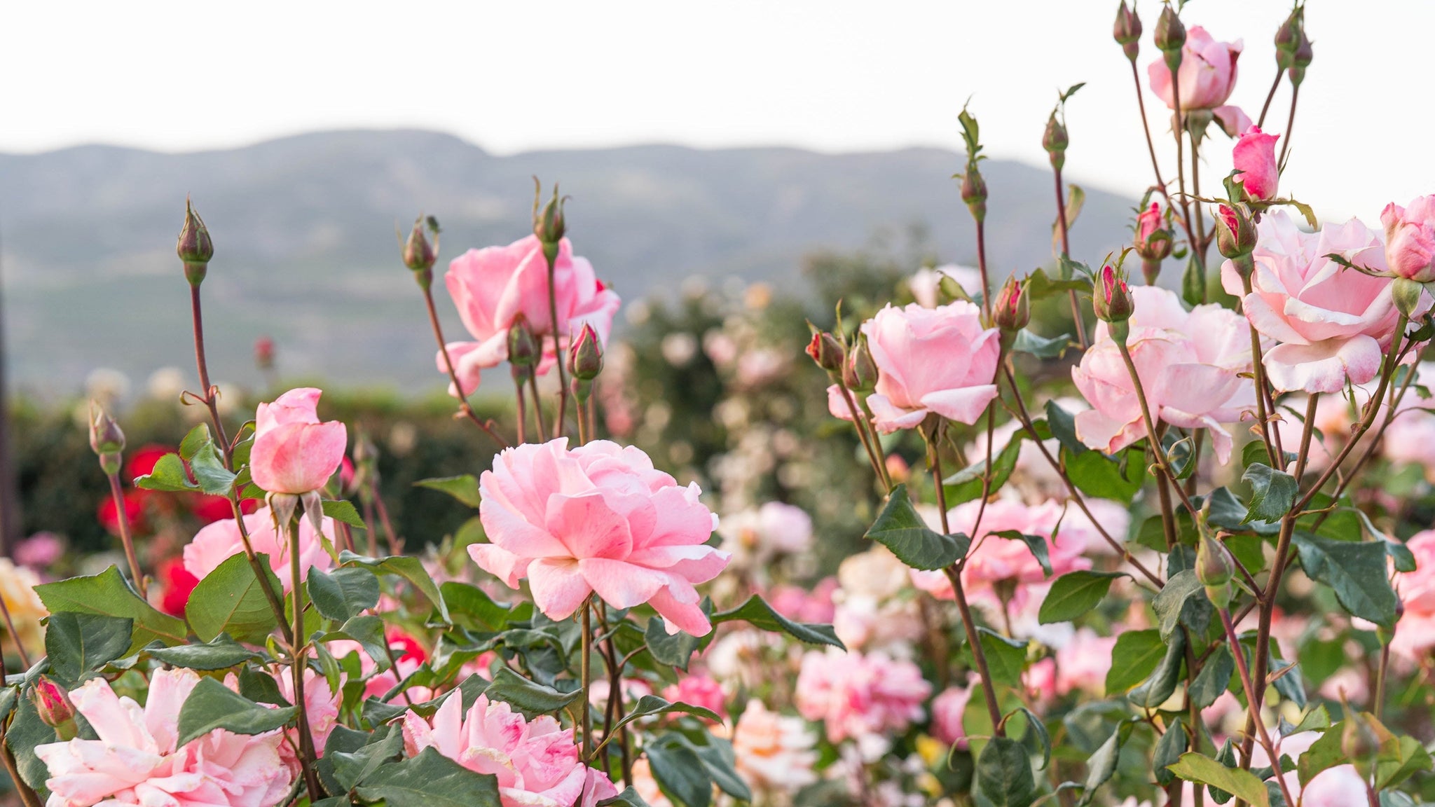 Estate Roses™ - Grace Rose Farm – Page 2
