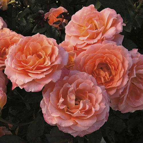 Jump for Joy™ Potted Rose Bush - Grace Rose Farm
