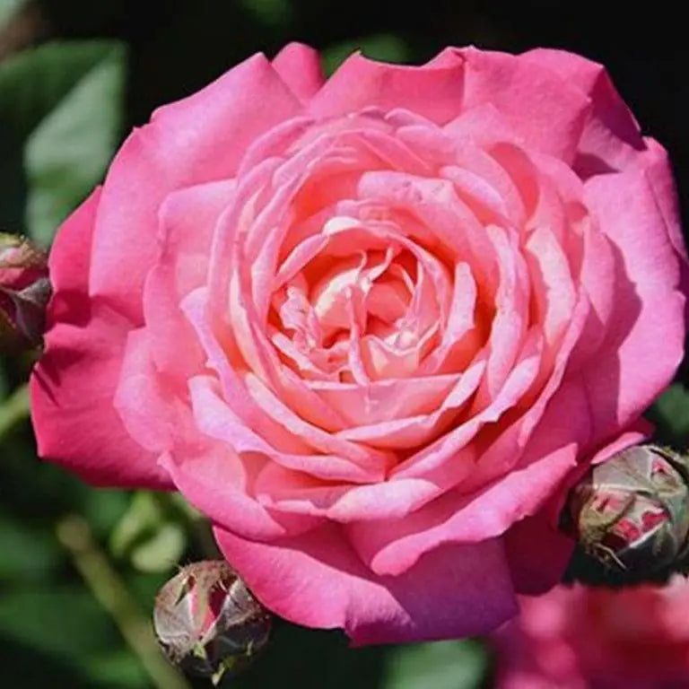 Peppermint Pop Potted Rose Bush | Red White Striped Rose | Grace Rose Farm