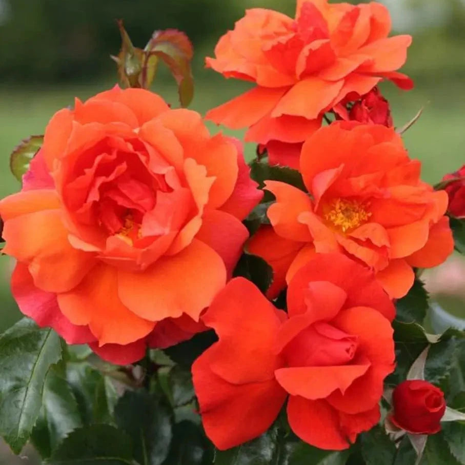 Sunbelt® Sierra Lady™ Potted Rose Bush - Grace Rose Farm