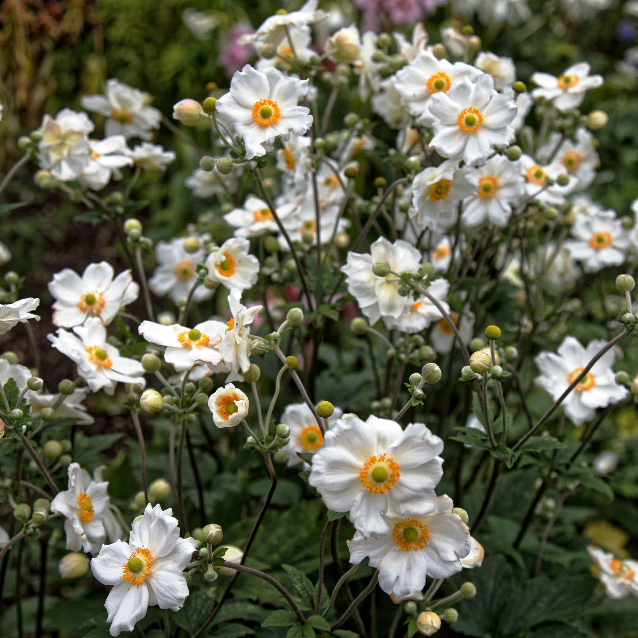 Anemone Honorine Jobert Potted Anemone Plant