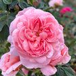Colette Climbing Rose | Fragrant Pink Climbing Rose | Grace Rose Farm