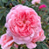 Colette Climbing Rose | Fragrant Pink Climbing Rose | Grace Rose Farm