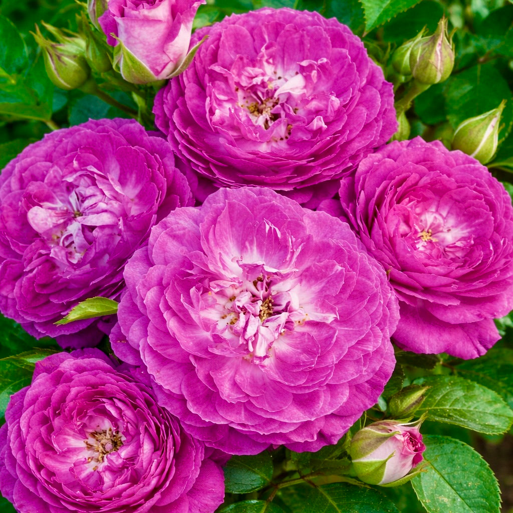 Easy Charmer™ Potted Rose Bush - Grace Rose Farm