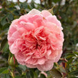 Colette Climbing Rose | Fragrant Pink Climbing Rose | Grace Rose Farm