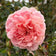 Colette Climbing Rose | Fragrant Pink Climbing Rose | Grace Rose Farm
