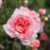 Colette Climbing Rose | Fragrant Pink Climbing Rose | Grace Rose Farm