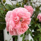 Colette Climbing Rose | Fragrant Pink Climbing Rose | Grace Rose Farm