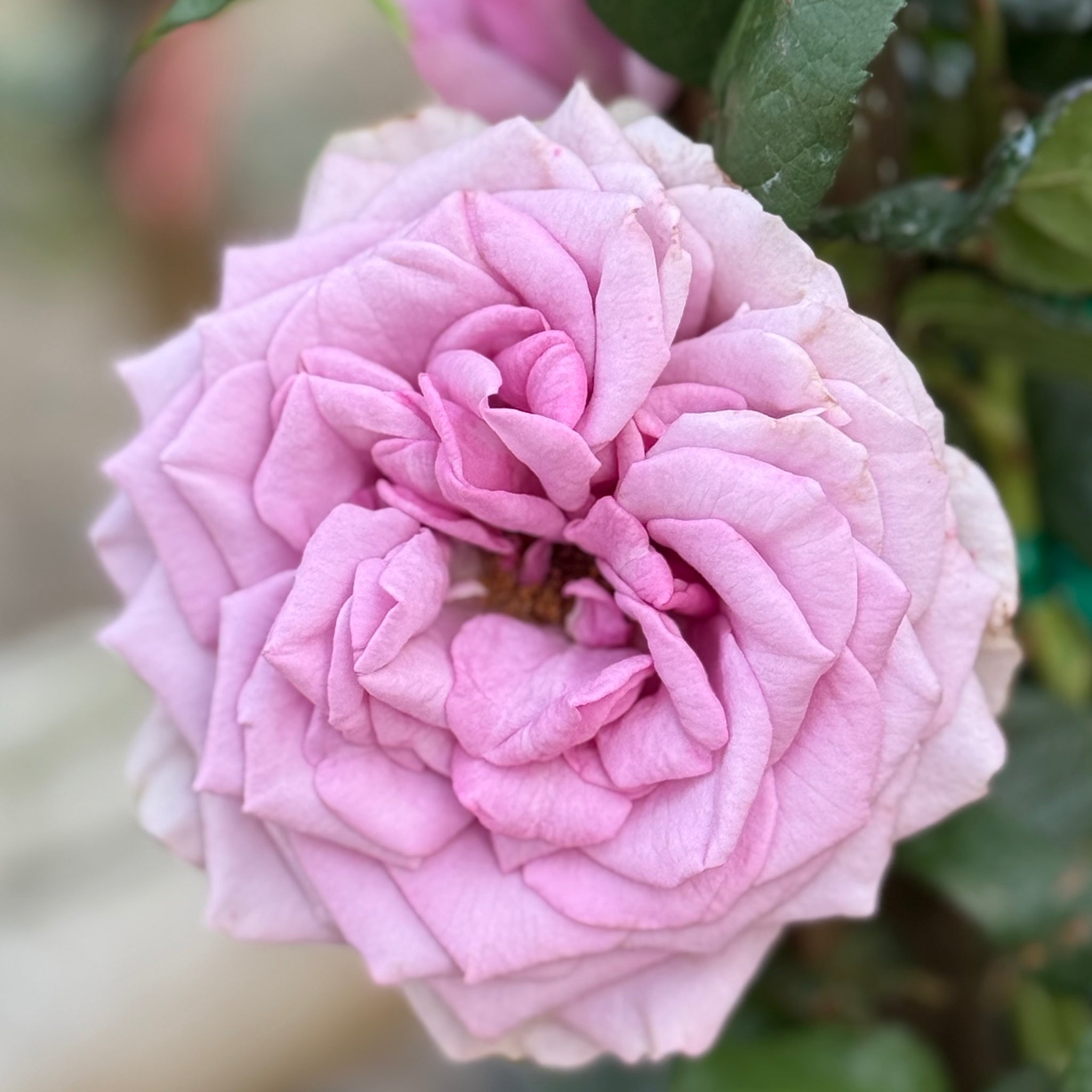 Arborose® Quicksilver™ Potted Climbing Rose - Grace Rose Farm