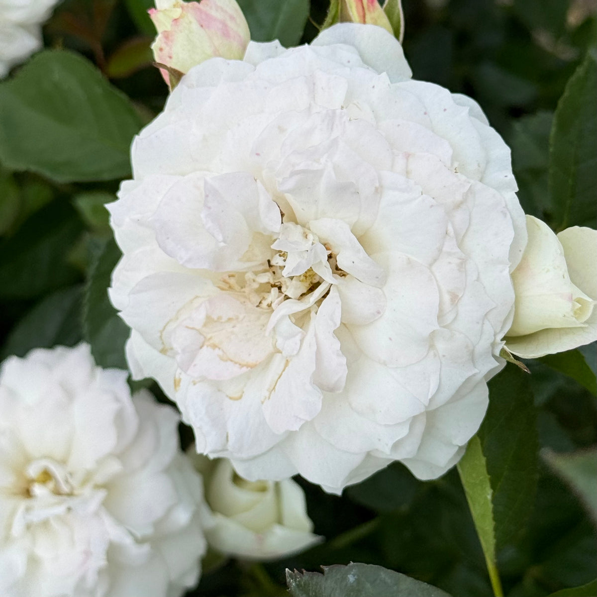 White Veranda Potted Rose Bush | White Patio Rose Bush | Grace Rose Farm