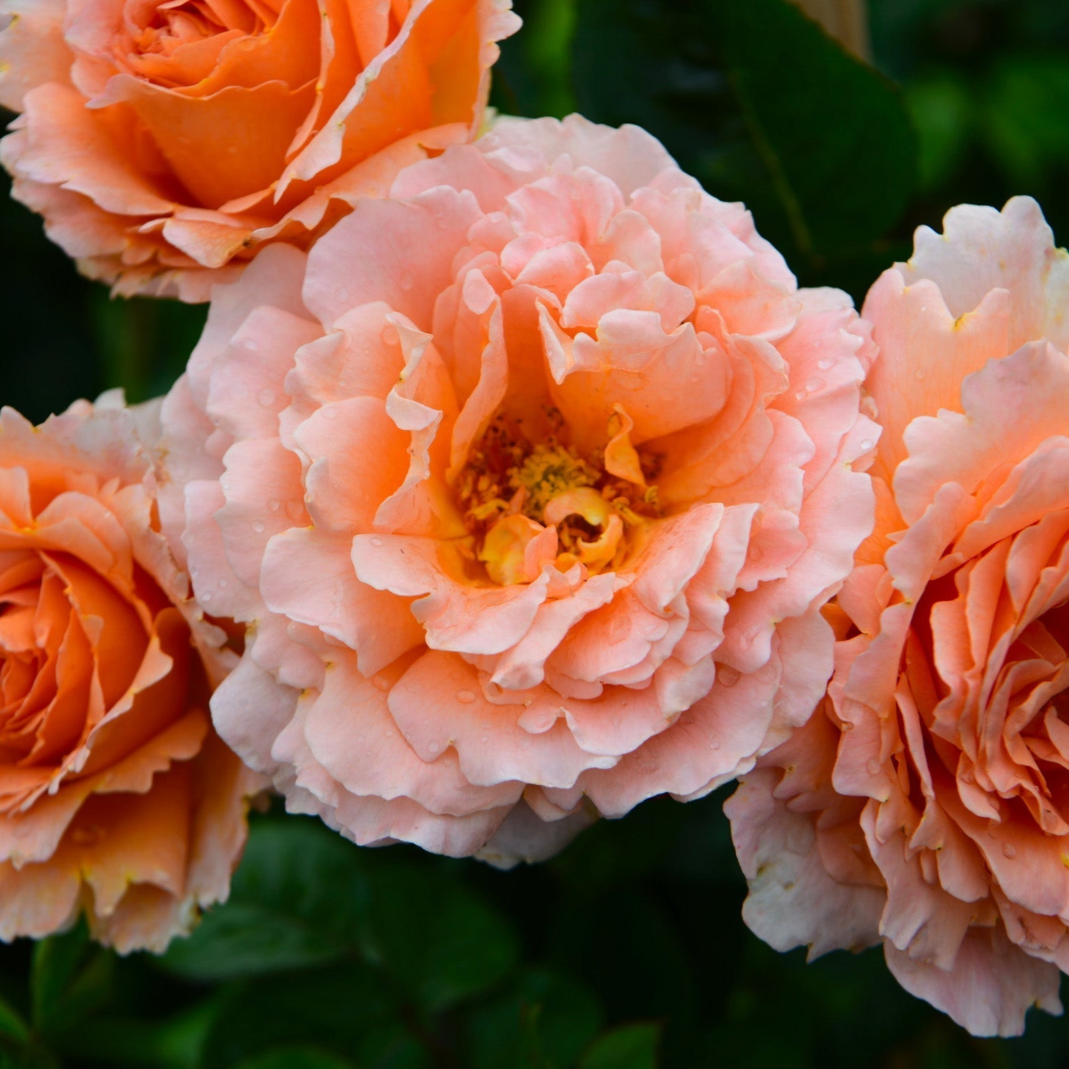 Zone 8 Rose Bushes – Tagged "Peach" – Grace Rose Farm
