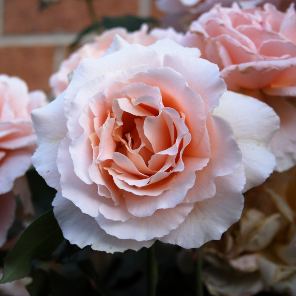 Just Joey Potted Rose Bush | Apricot Orange Hybrid Tea Rose | Grace ...