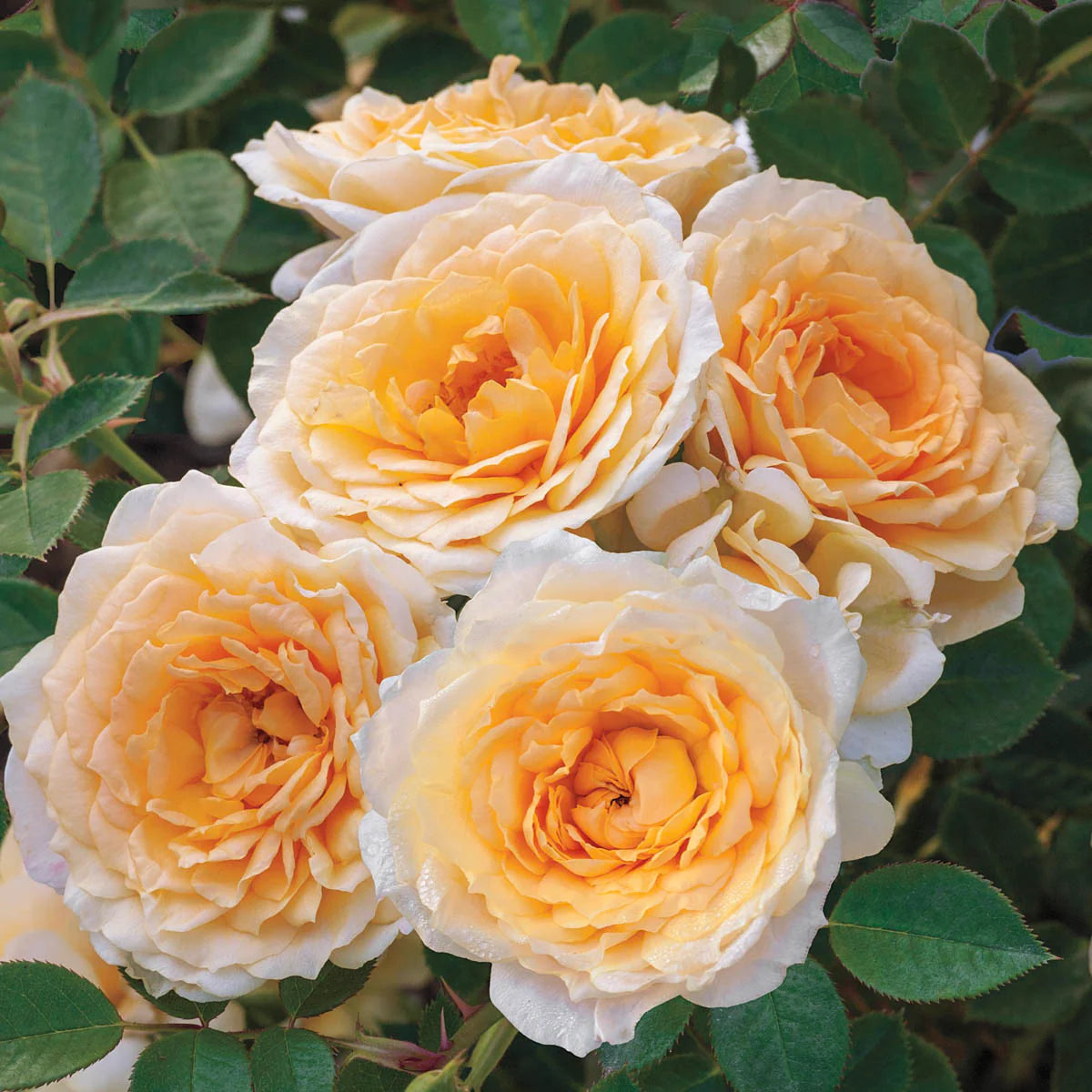 Edith's Darling® Bare Root Rose Bush - Grace Rose Farm