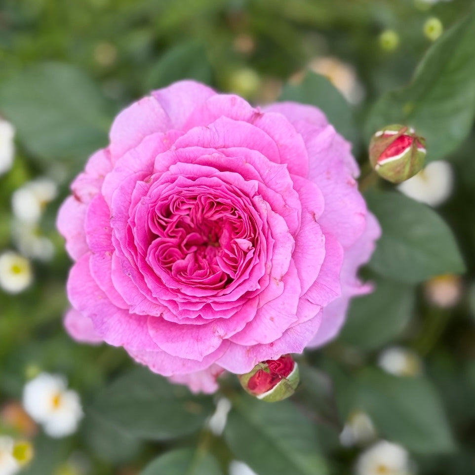 David Austin® Gabriel Oak Potted Rose Bush - Grace Rose Farm