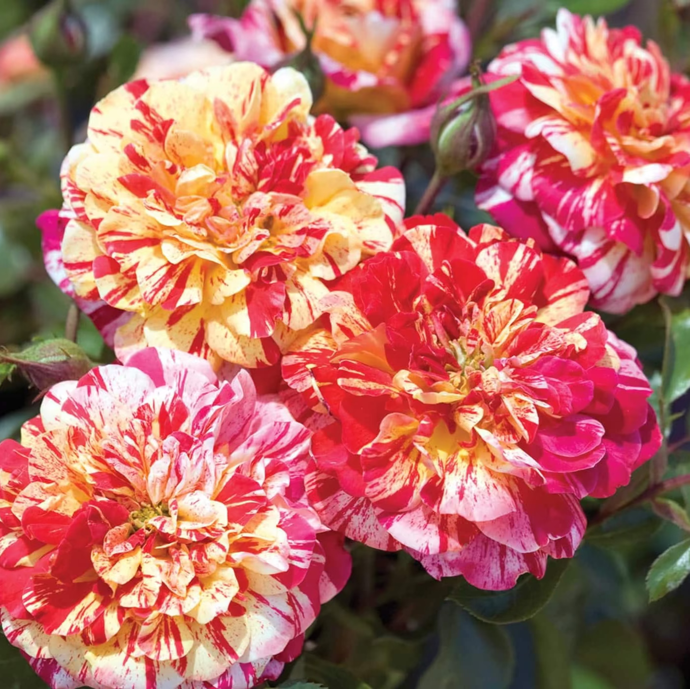 All American Magic Potted Rose Bush | Striped Rose Bush | Grace Rose Farm