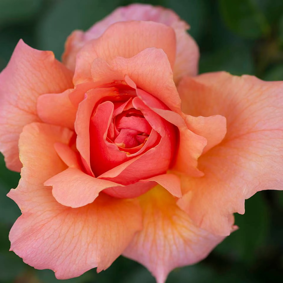 Apricot Candy™ Potted Tree Rose - Grace Rose Farm
