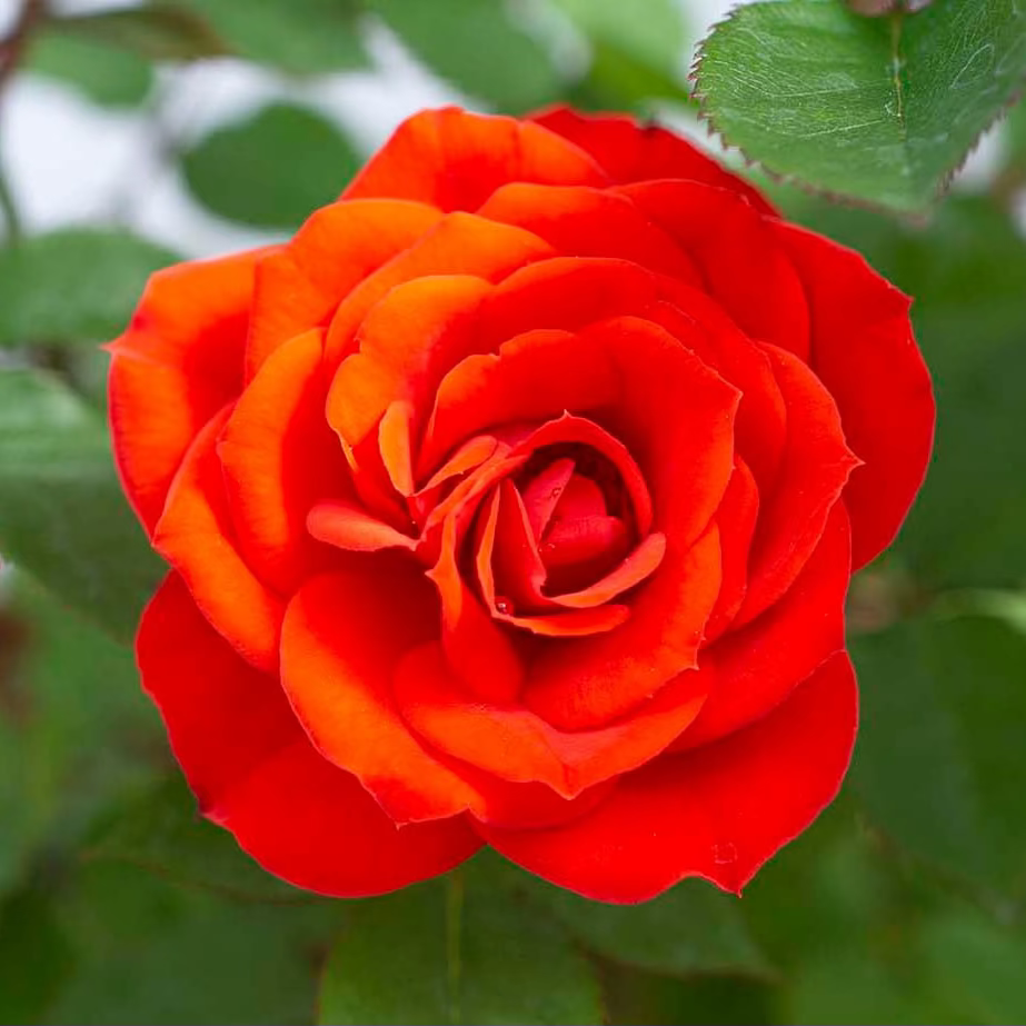 Sunblaze® Autumn Potted Rose Bush - Grace Rose Farm