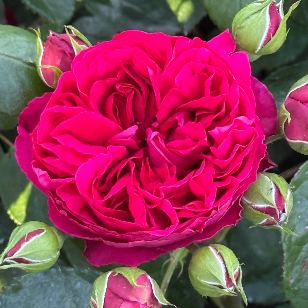 Red Rose Bushes | Deep Red And Burgundy Varieties | Grace Rose Farm