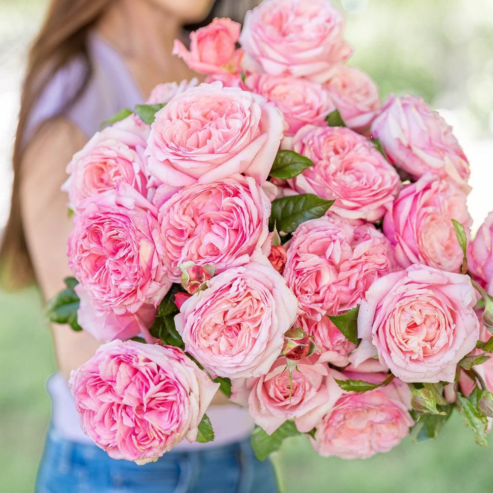 Bare Root Roses | Climbers & Budded Varieties | Grace Rose Farm
