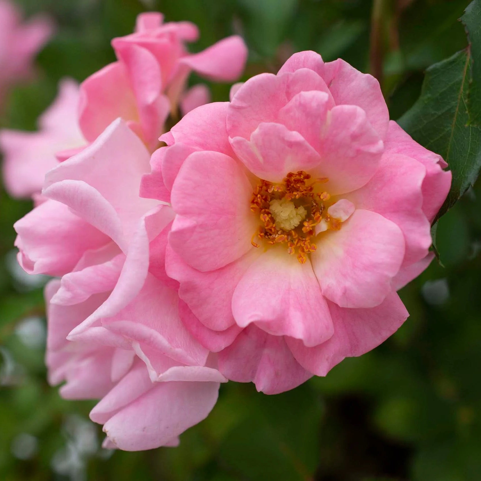 Ribbons of Roses™ Bundles of Bare Root Roses - Blushing Drift® - Pack