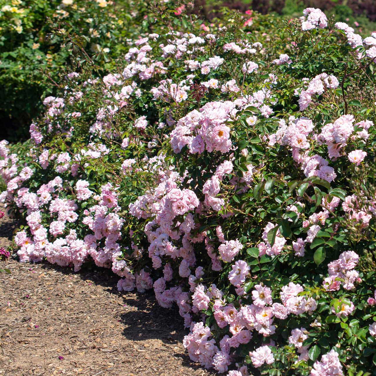 Ribbons of Roses™ Bundles of Bare Root Roses - Blushing Drift® - Pack