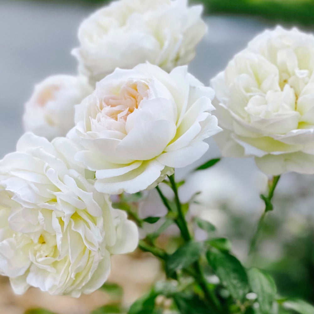 Rose Bush Collection - Grace Rose Farm