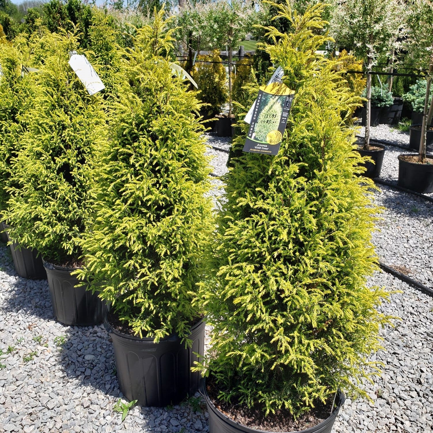 Gold Cone Juniper – Grace Rose Farm
