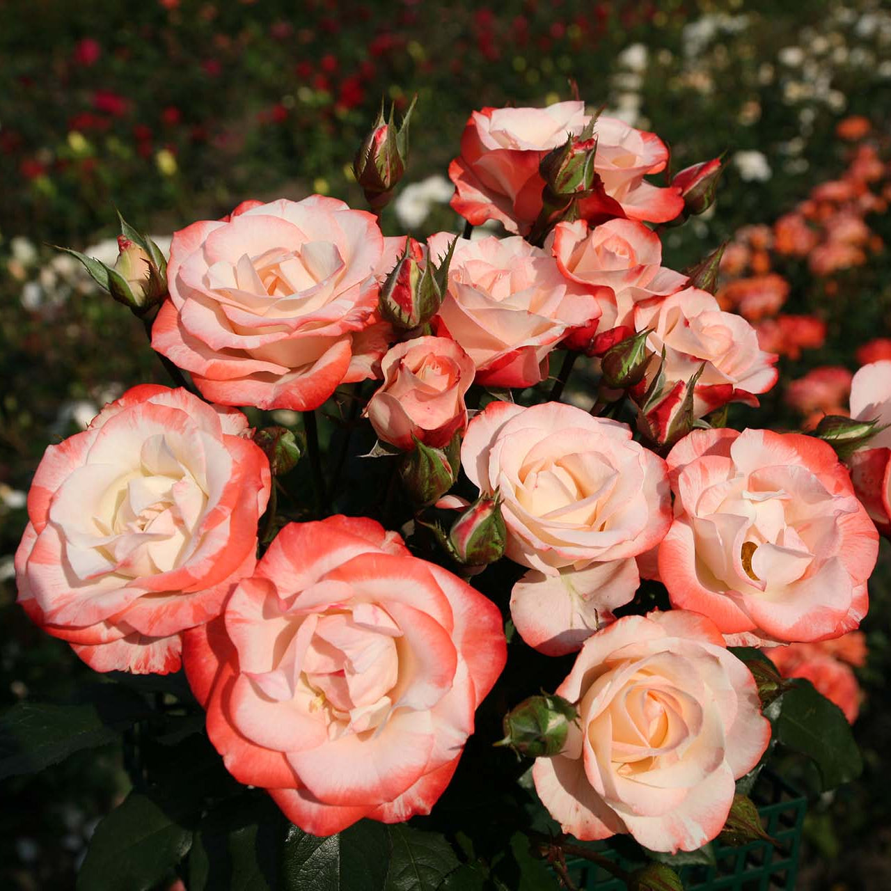 Color Splash Potted Rose Bush | Red White Floribunda Rose | Grace Rose Farm