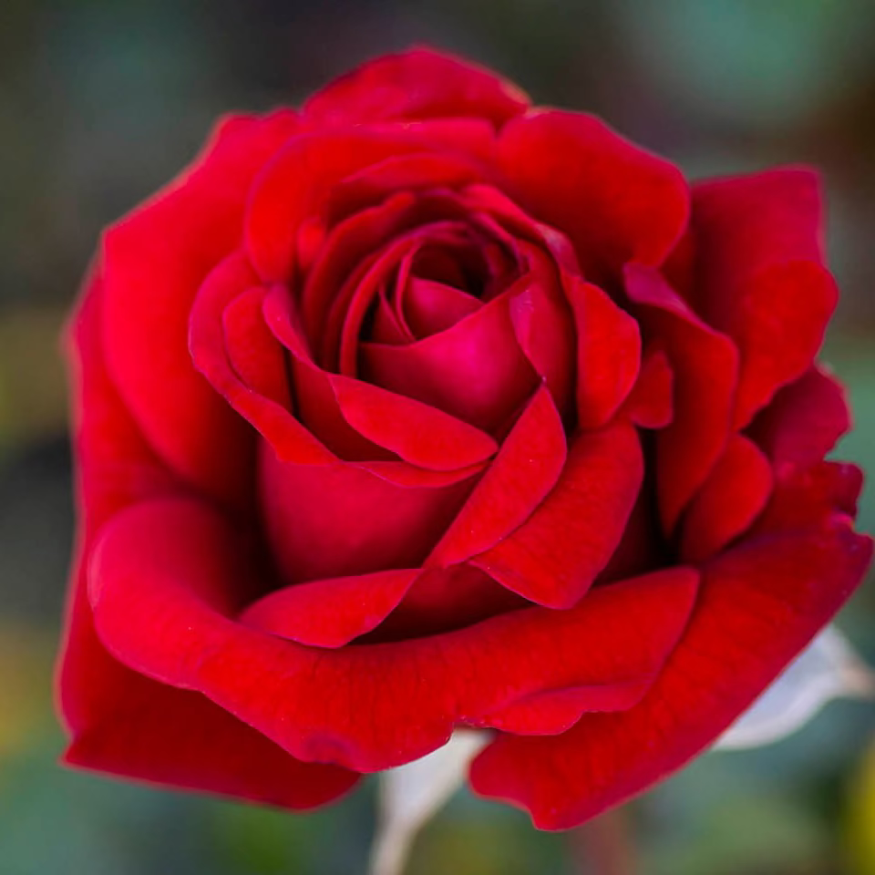 Crimson Bouquet Potted Rose Bush | Crimson Floribunda Rose | Grace Rose ...