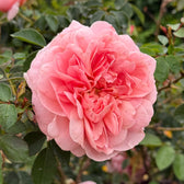 Colette Climbing Rose | Fragrant Pink Climbing Rose | Grace Rose Farm