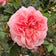 Colette Climbing Rose | Fragrant Pink Climbing Rose | Grace Rose Farm
