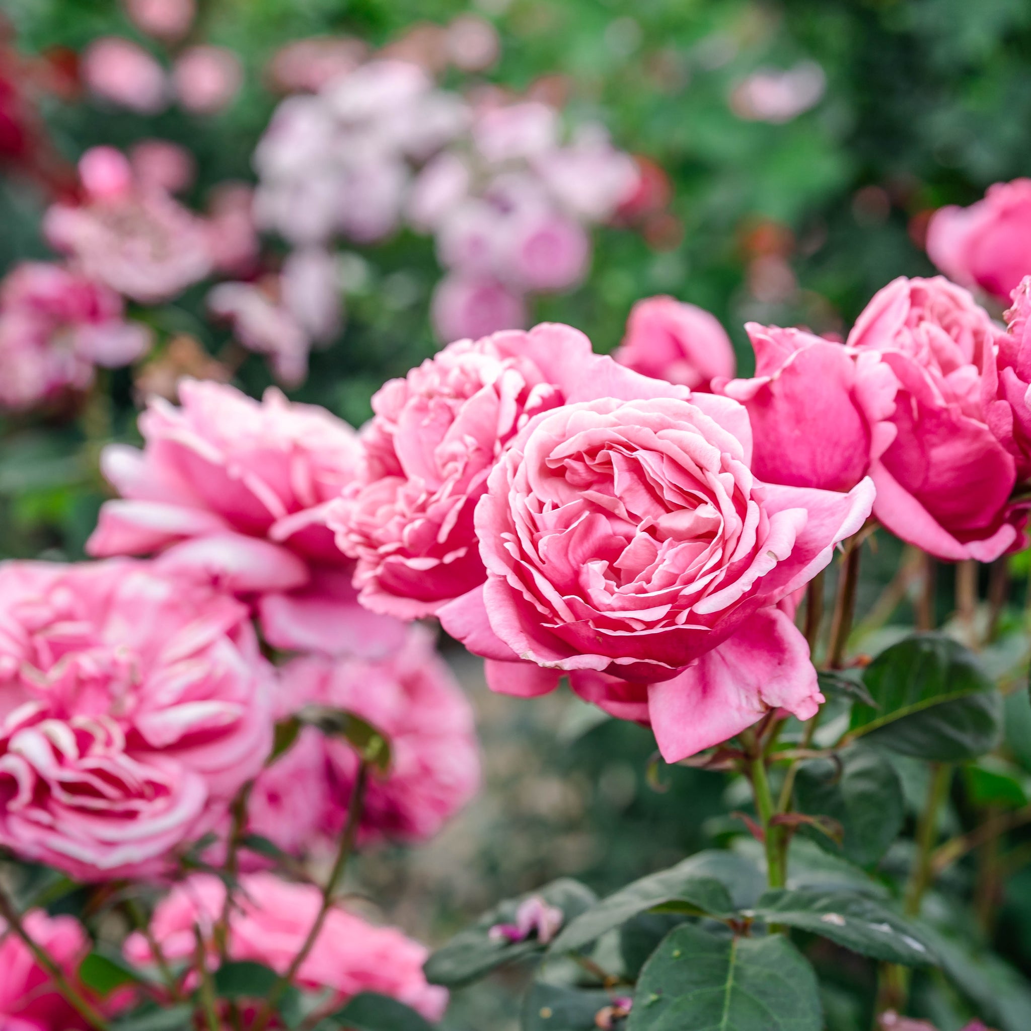 Dee-Lish® Potted Tree Rose - Grace Rose Farm