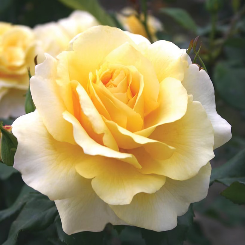 Sunny Sky Potted Rose Bush | Yellow Apricot Rose Bush | Grace Rose Farm