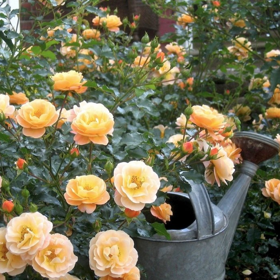 Flower Carpet Amber Potted Rose Bush | Amber Groundcover Rose | Grace ...