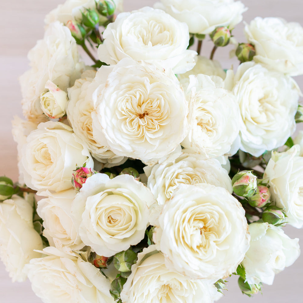 GARDEN ROSES: The Complete Guide to Growing & Arranging Spectacular ...
