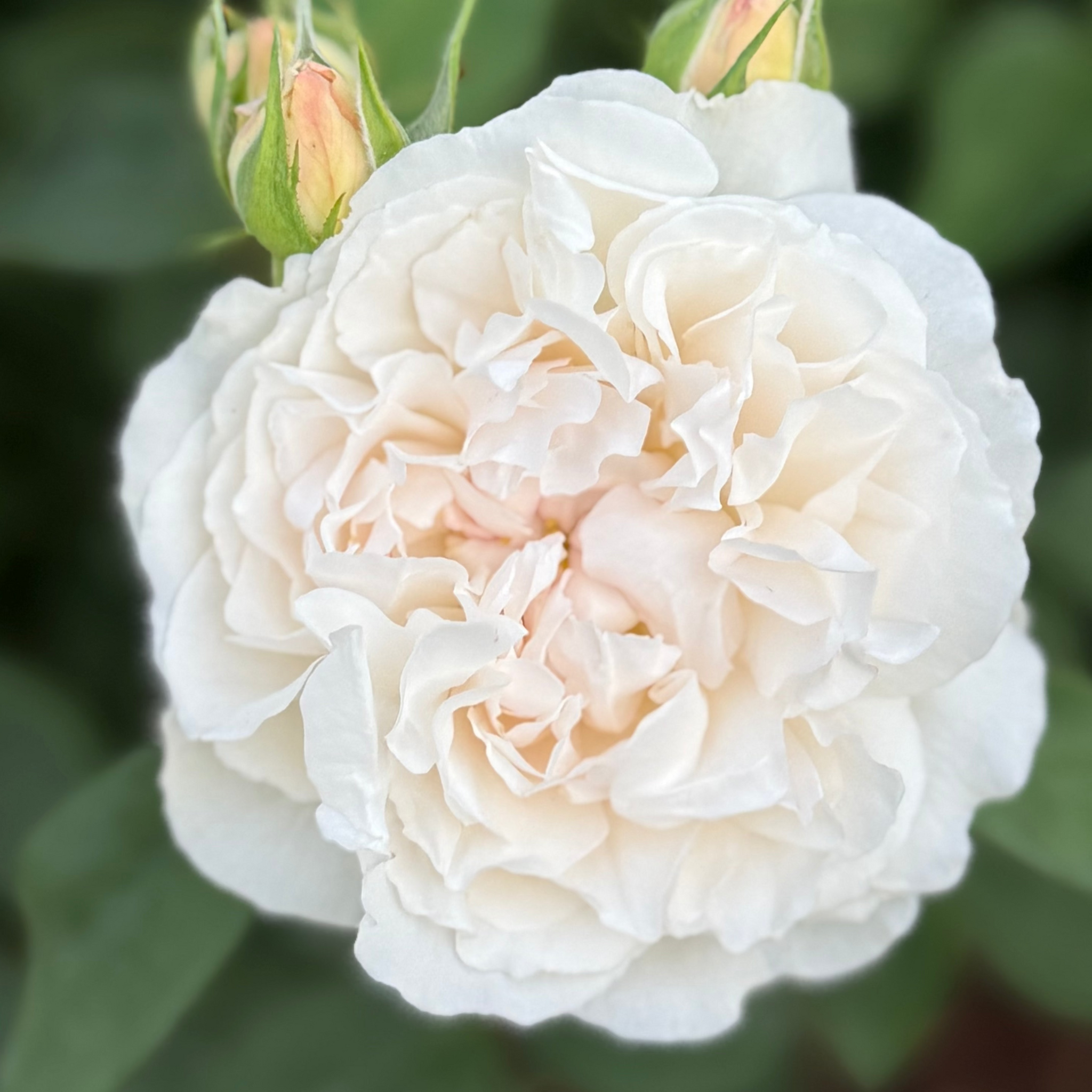 Windermere Potted Rose Bush | White David Austin Rose | Grace Rose Farm