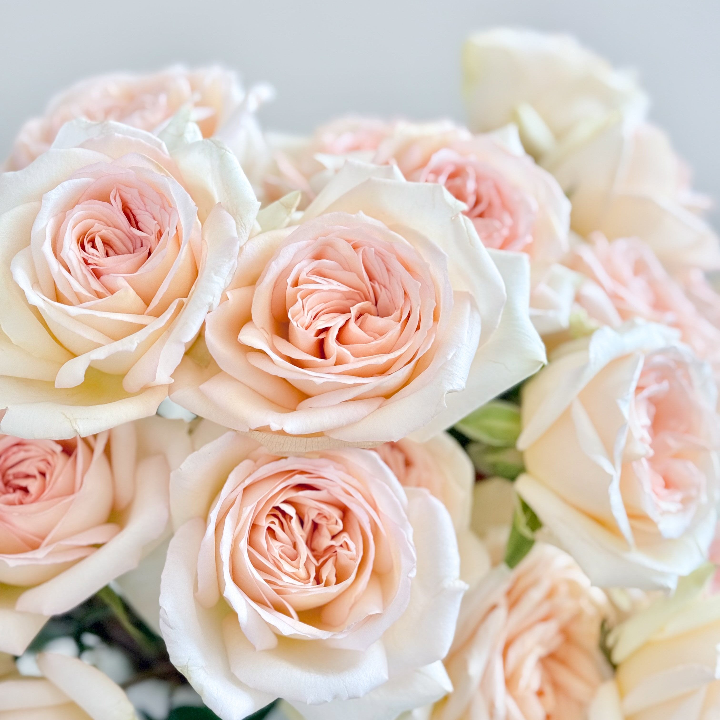 Princess Maya® Bouquet – Grace Rose Farm