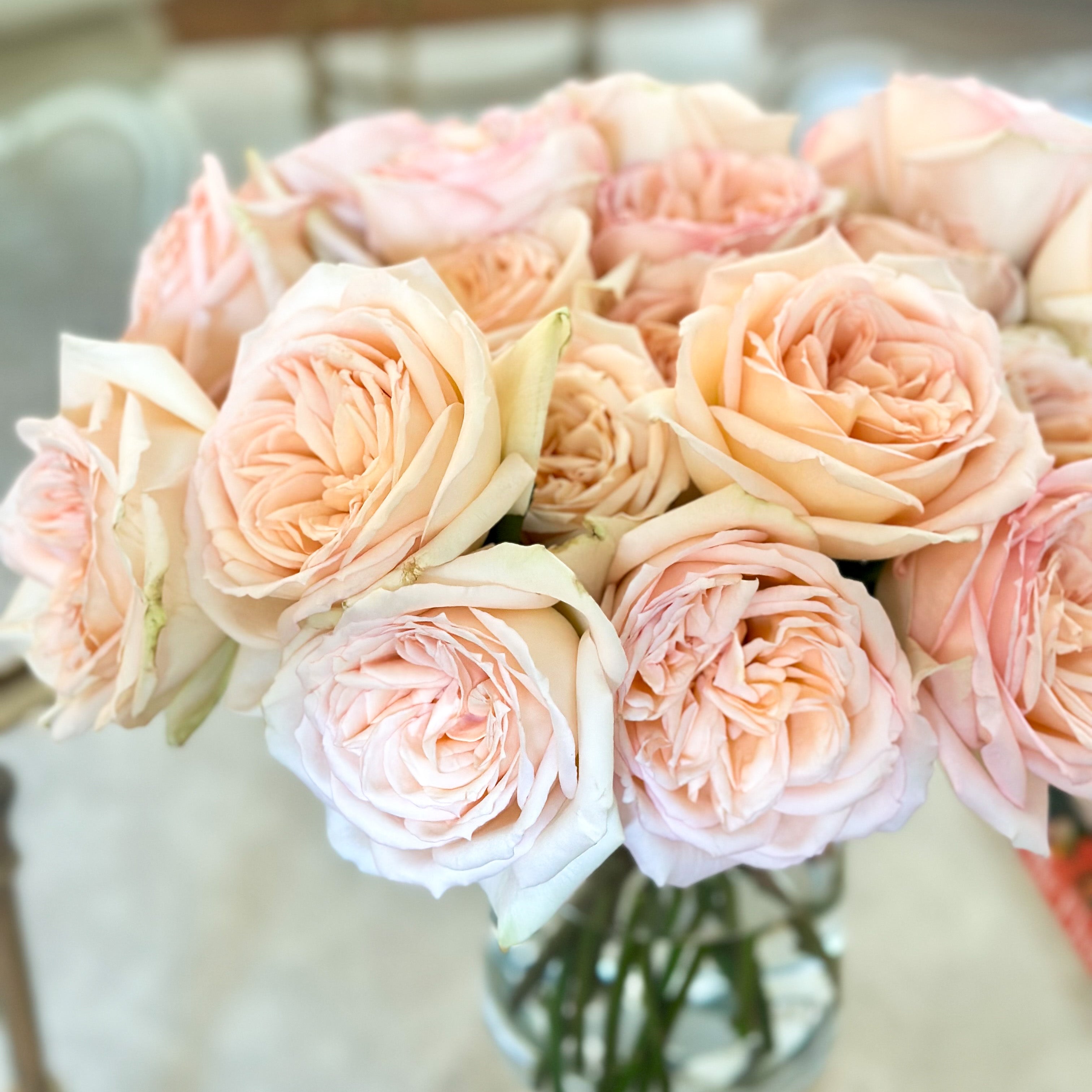 Princess Maya – Grace Rose Farm